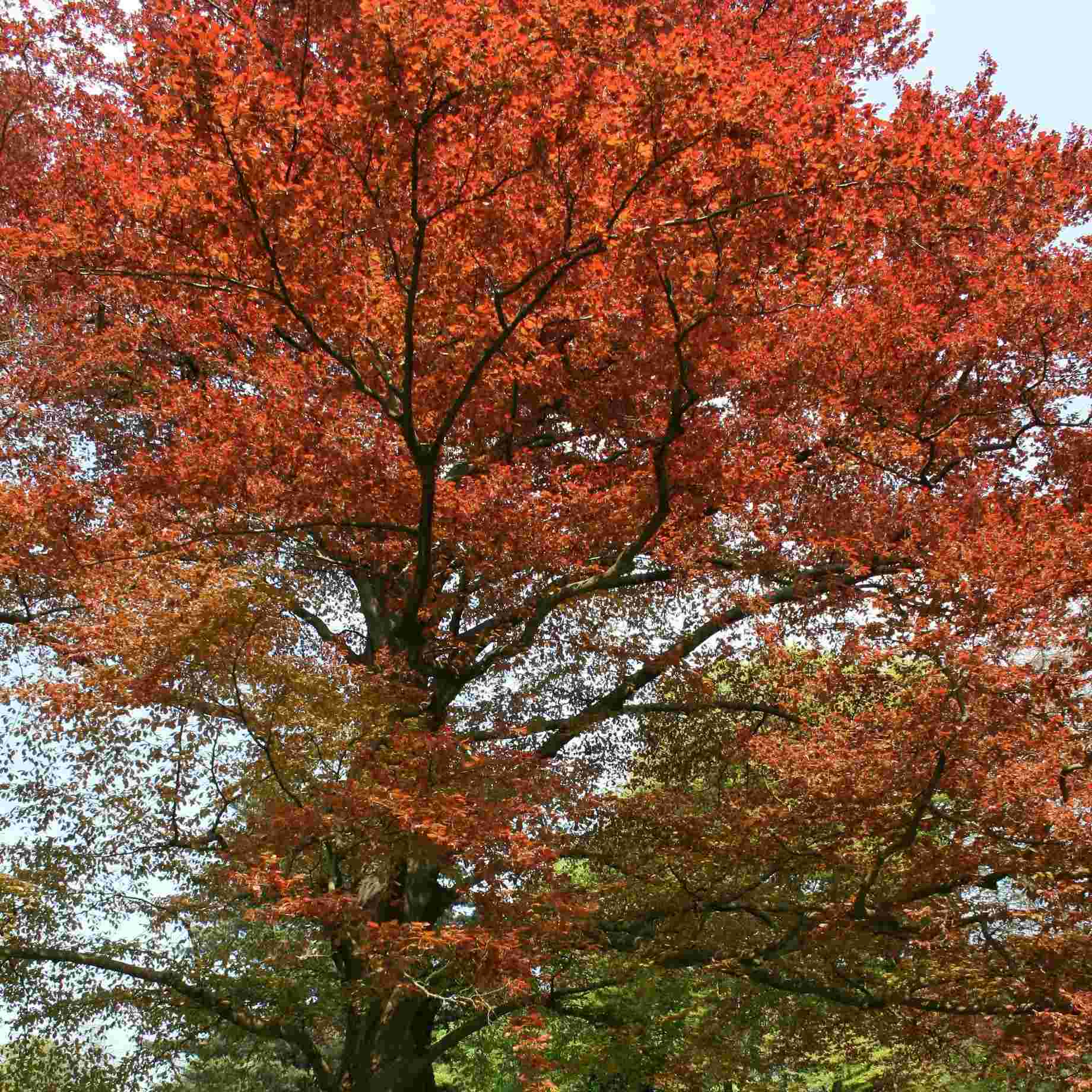 Copper Beech Tree | Fagus sylvatica 'Atropunicea' – Plantroops United ...