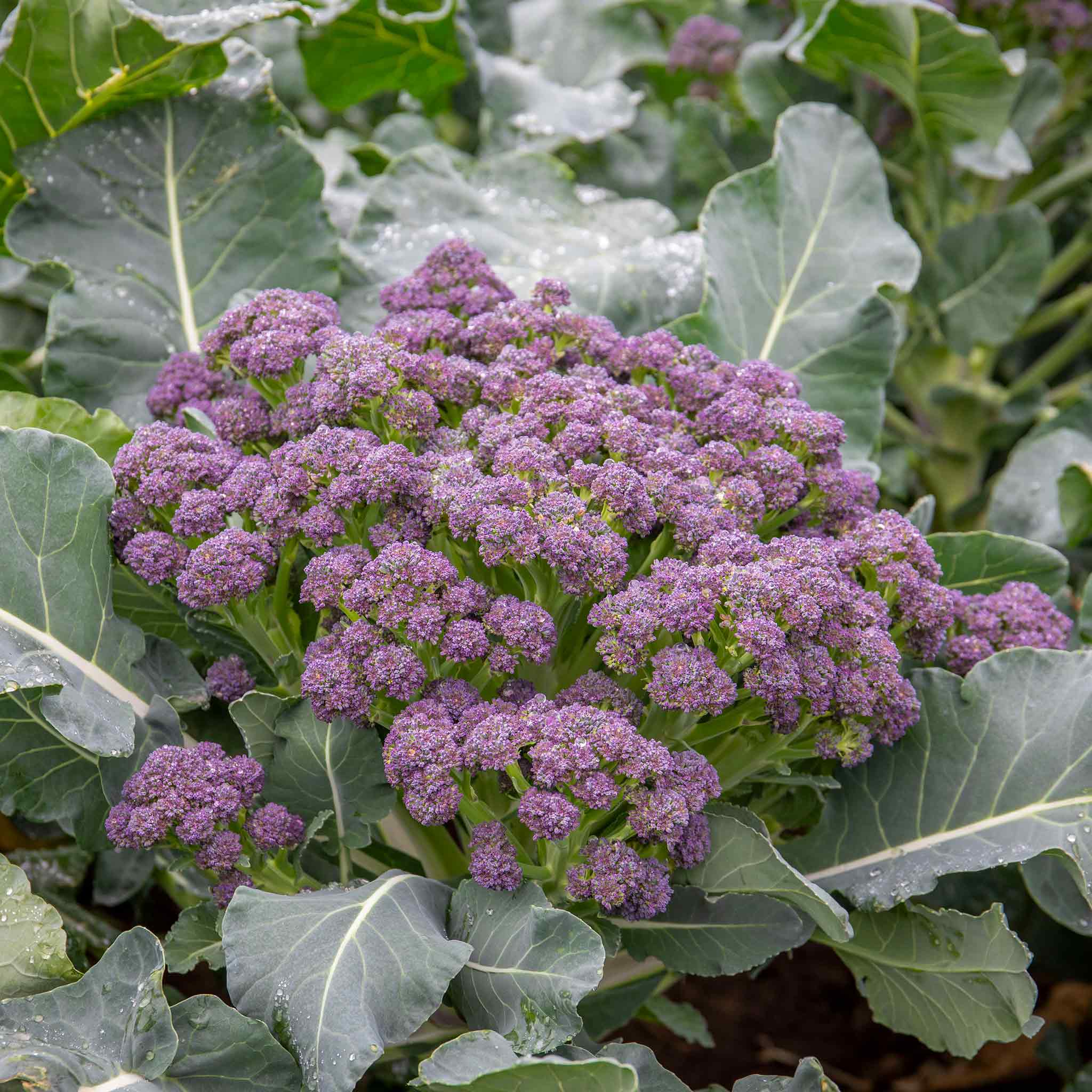 Broccoli Plant 'Extra Early Rudolph' – Plantroops United Kingdom
