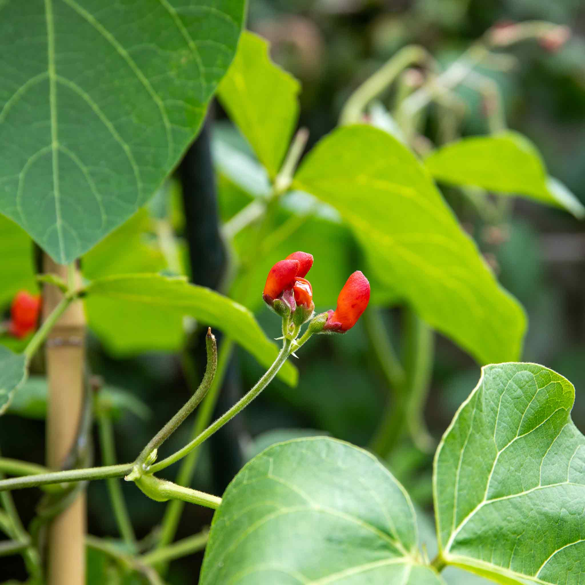 Runner Bean Plant 'Firestorm' – Plantroops United Kingdom