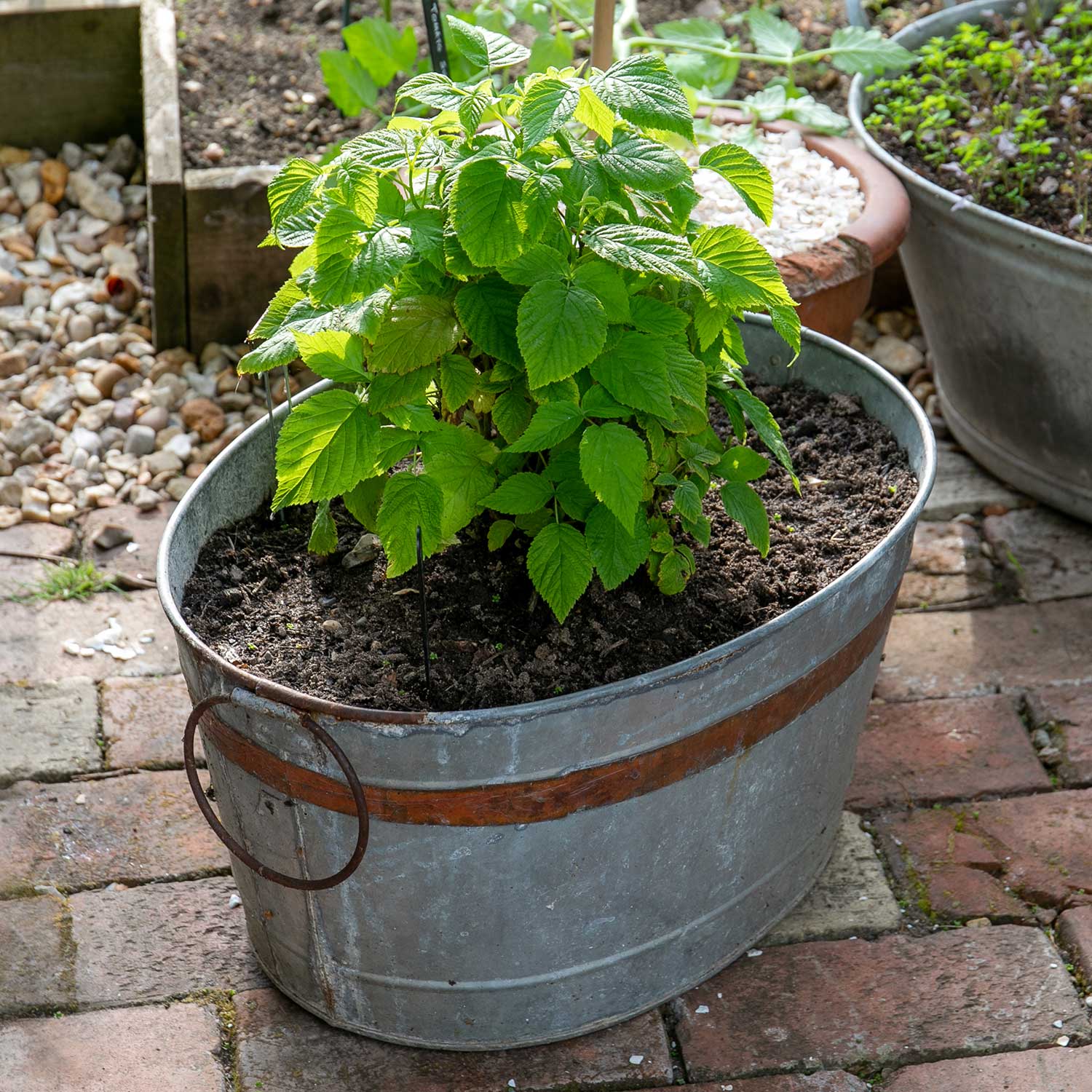Raspberry Plant 'Yummy' – Plantroops United Kingdom