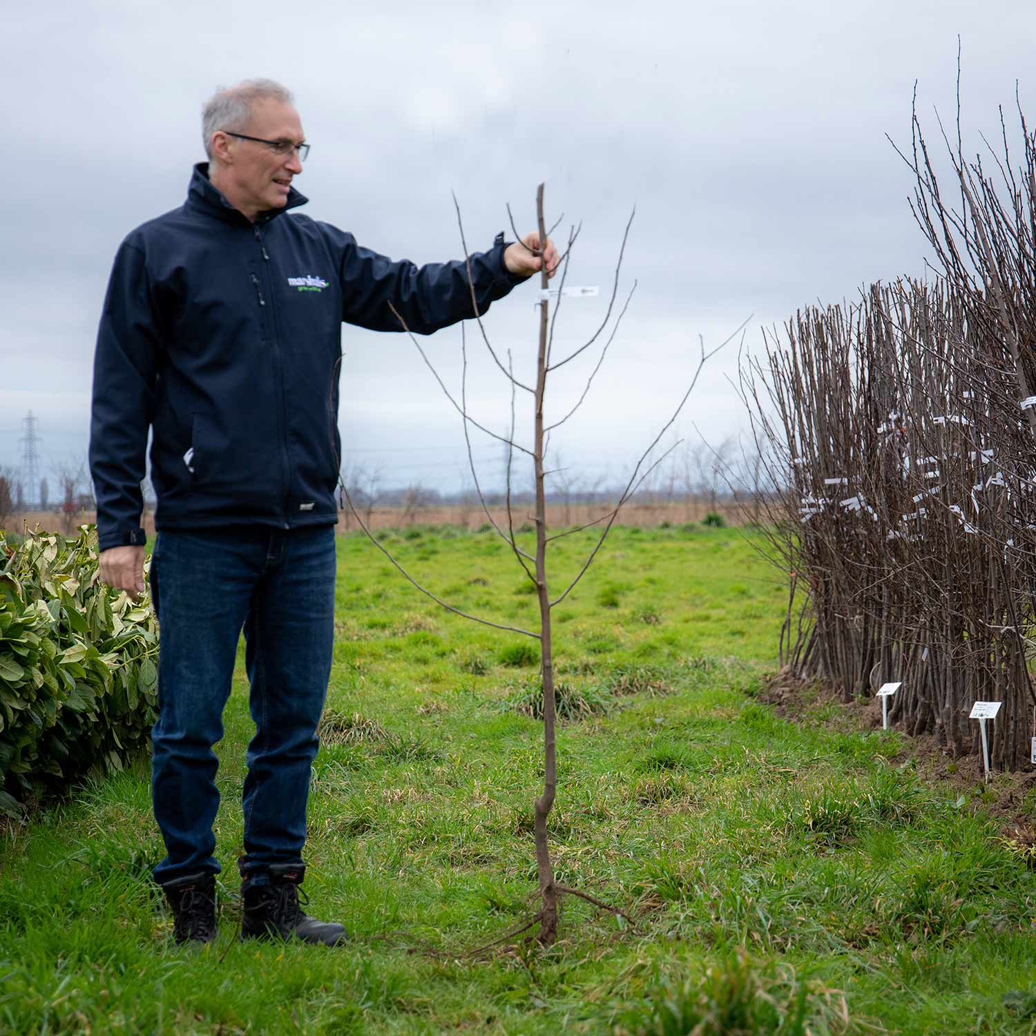 Plum Tree 'Czar' – Plantroops United Kingdom