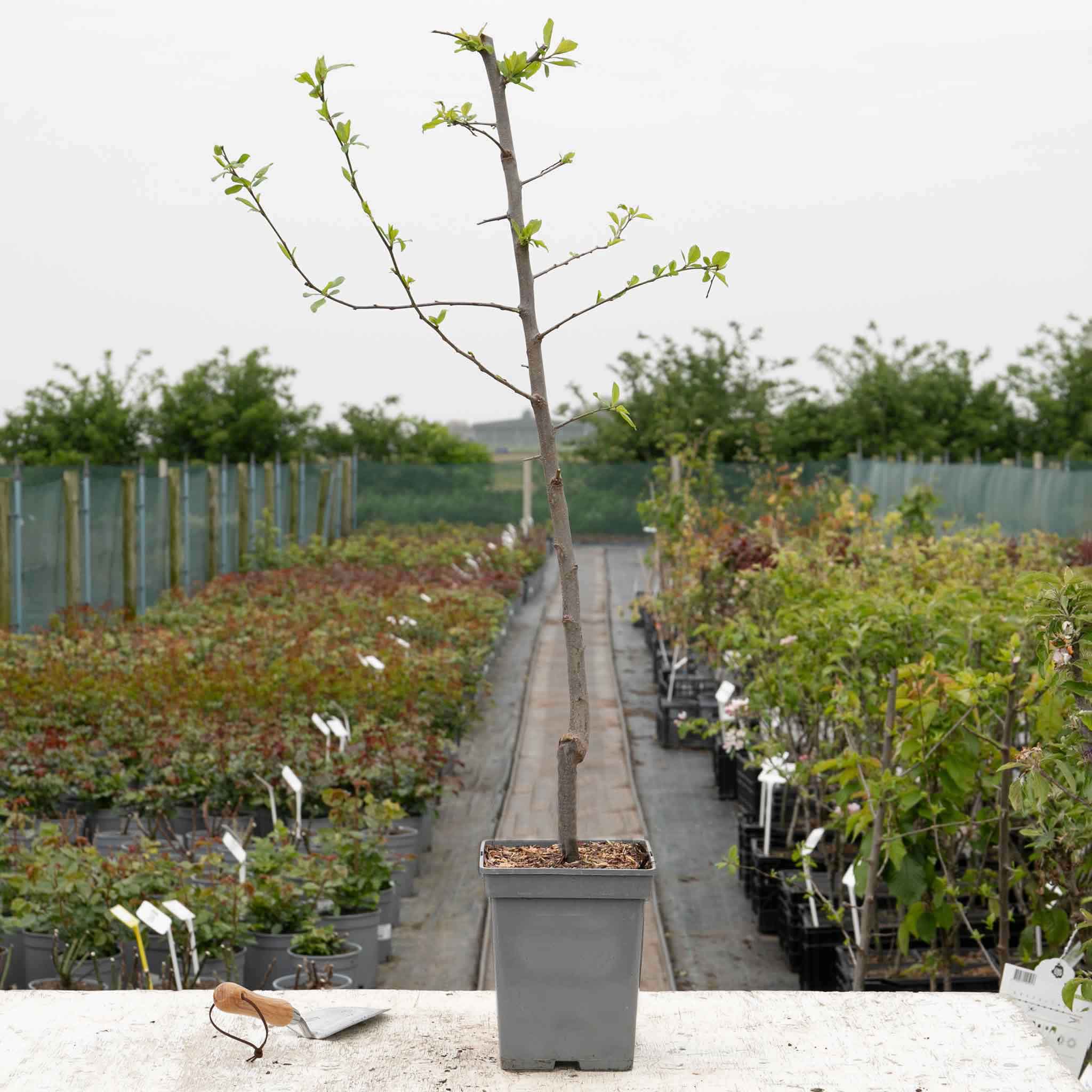 Patio Plum Tree 'Victoria' – Plantroops United Kingdom