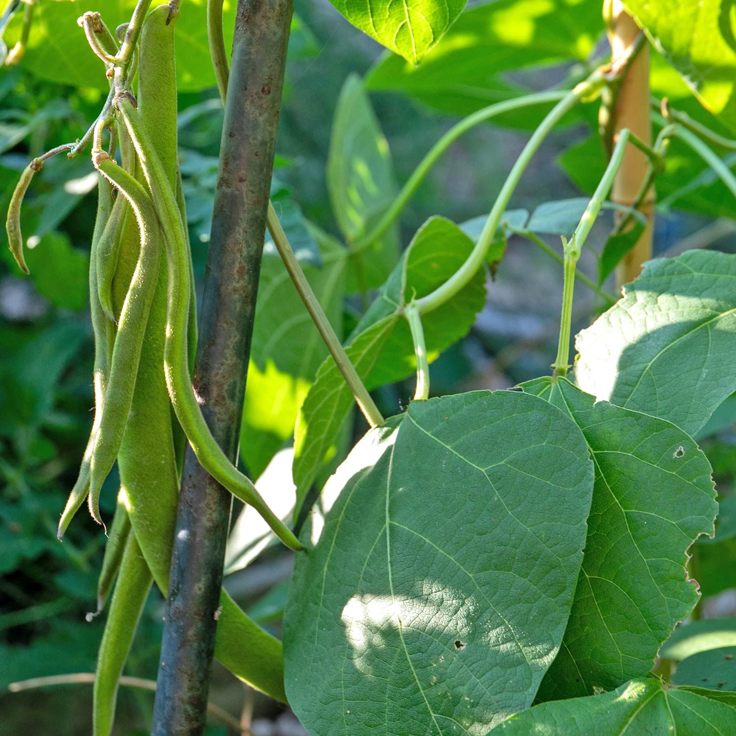 Runner Bean Plant 'Firestorm' – Plantroops United Kingdom