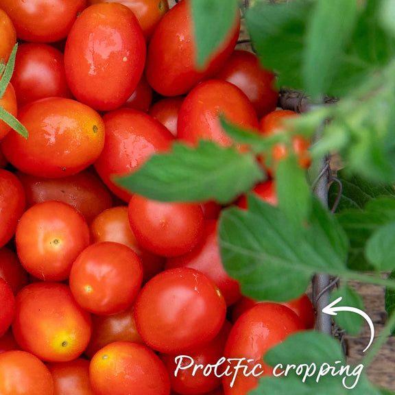 Bush Tomato Plant 'Montello' – Plantroops United Kingdom