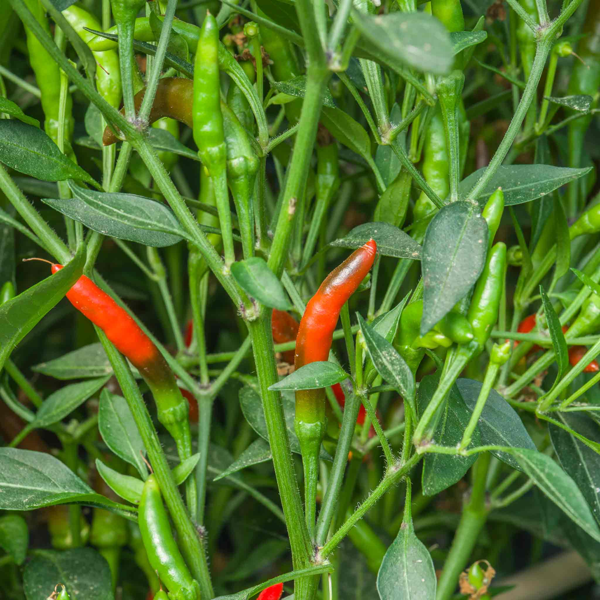 Chilli Plant 'Demon' – Plantroops United Kingdom