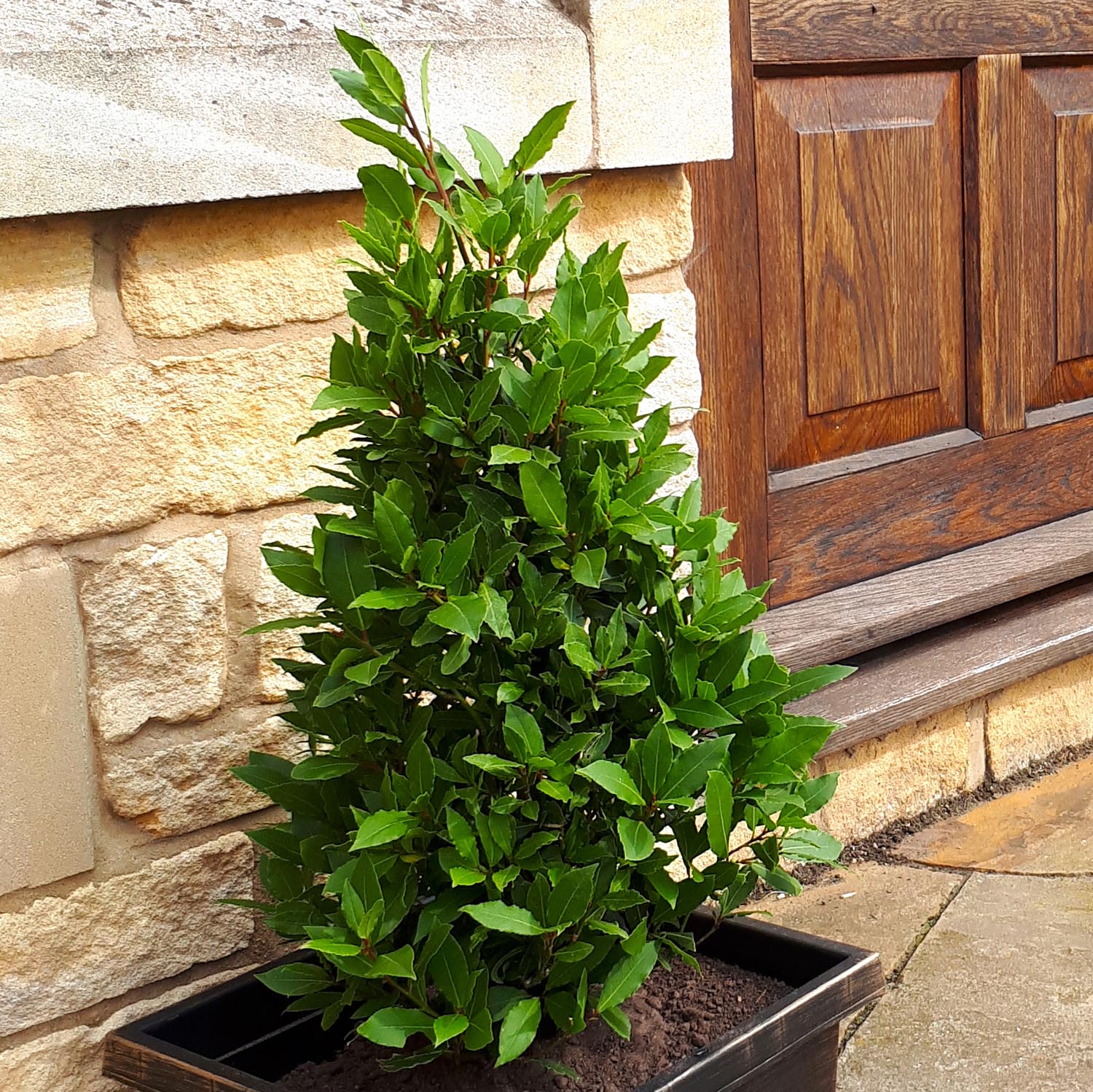 Pyramid Bay Tree – Plantroops United Kingdom