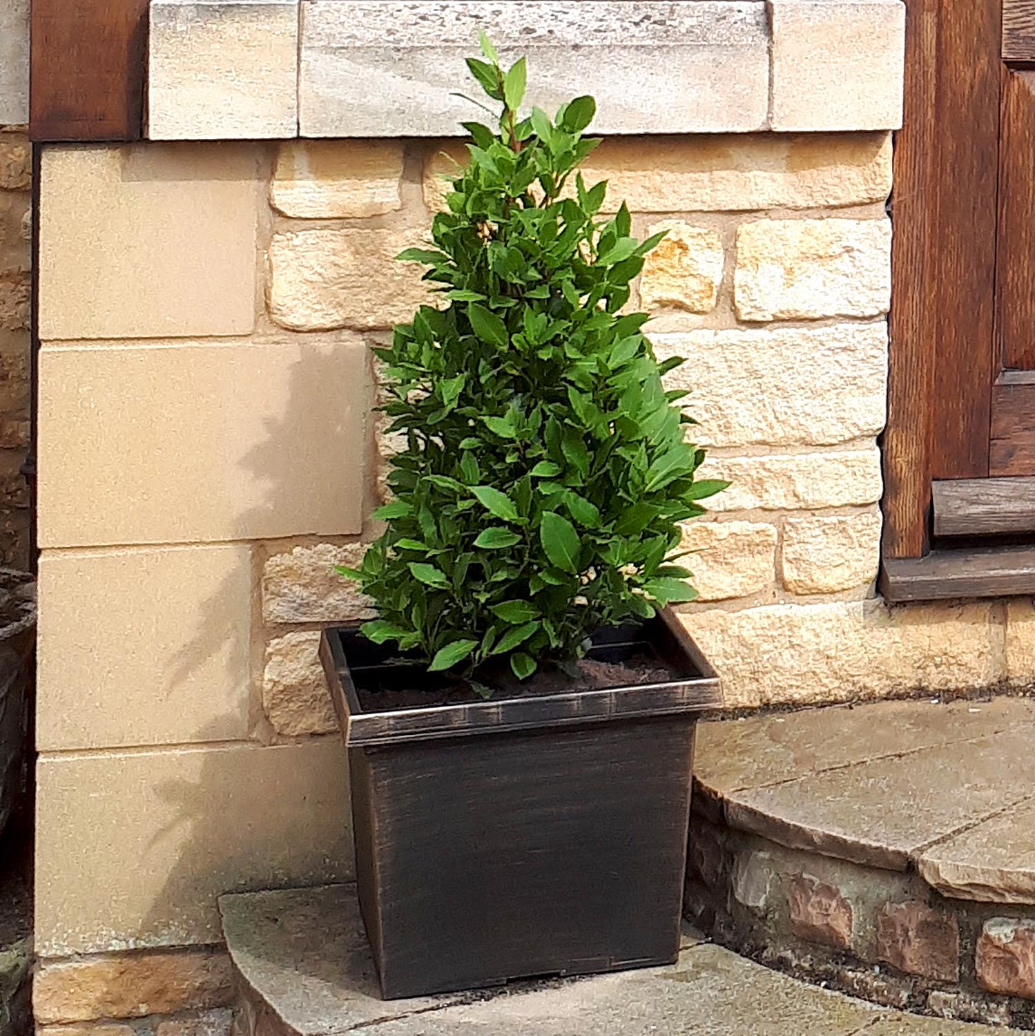 Pyramid Bay Tree with Planter – Plantroops United Kingdom