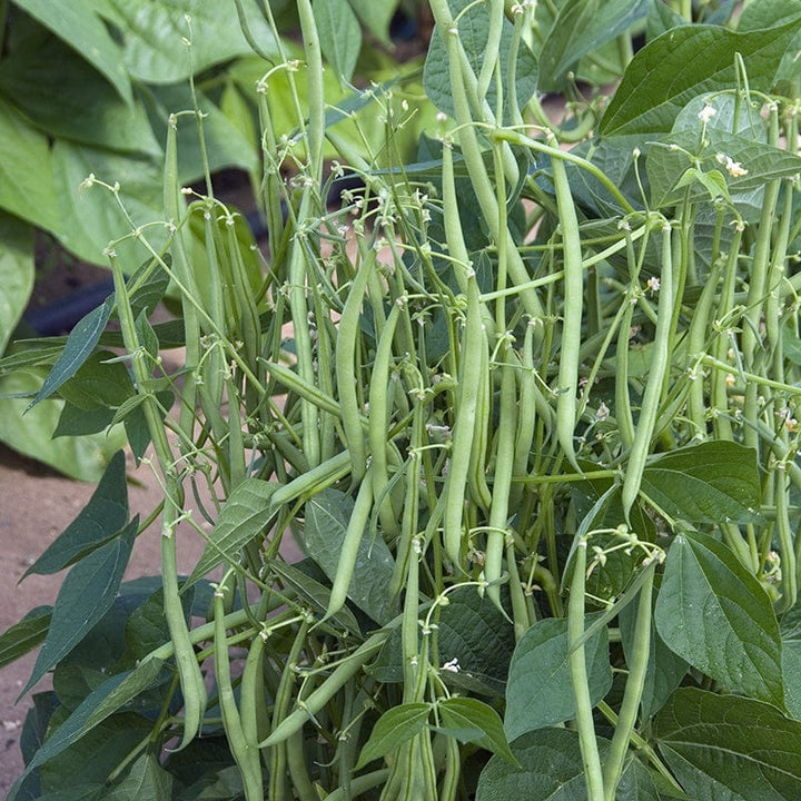 Dwarf (French) Bean Mascotte Vegetable Seeds – Plantroops United Kingdom