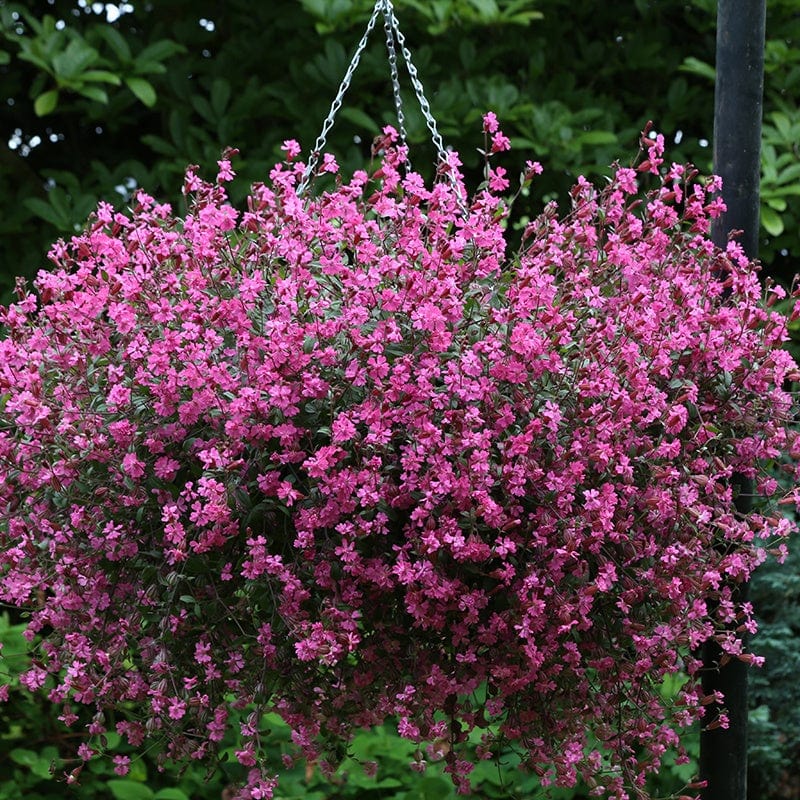 Silene Sibella Carmine Flower Seeds – Plantroops United Kingdom