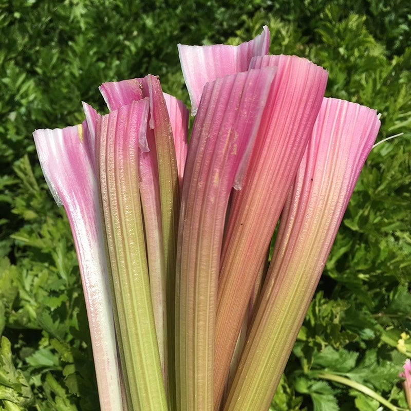 Celery Pink Vegetable Seeds – Plantroops United Kingdom