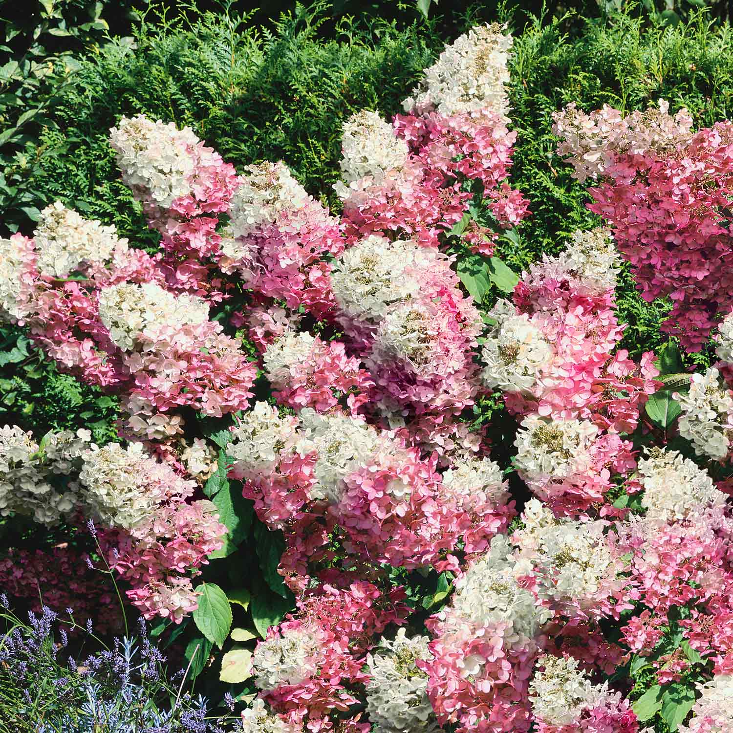 Hydrangea paniculata Plant 'Vanilla-Fraise' – Plantroops United Kingdom