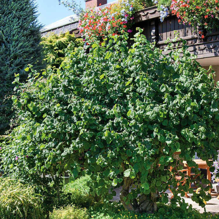 Corylus Avelana Plant 'Contorta' – Plantroops United Kingdom