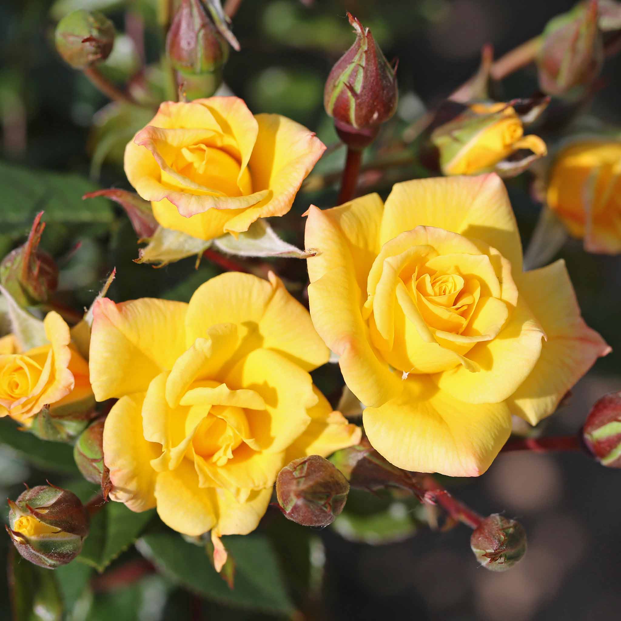 Climbing Rose Plant 'Laura Ford' – Plantroops United Kingdom