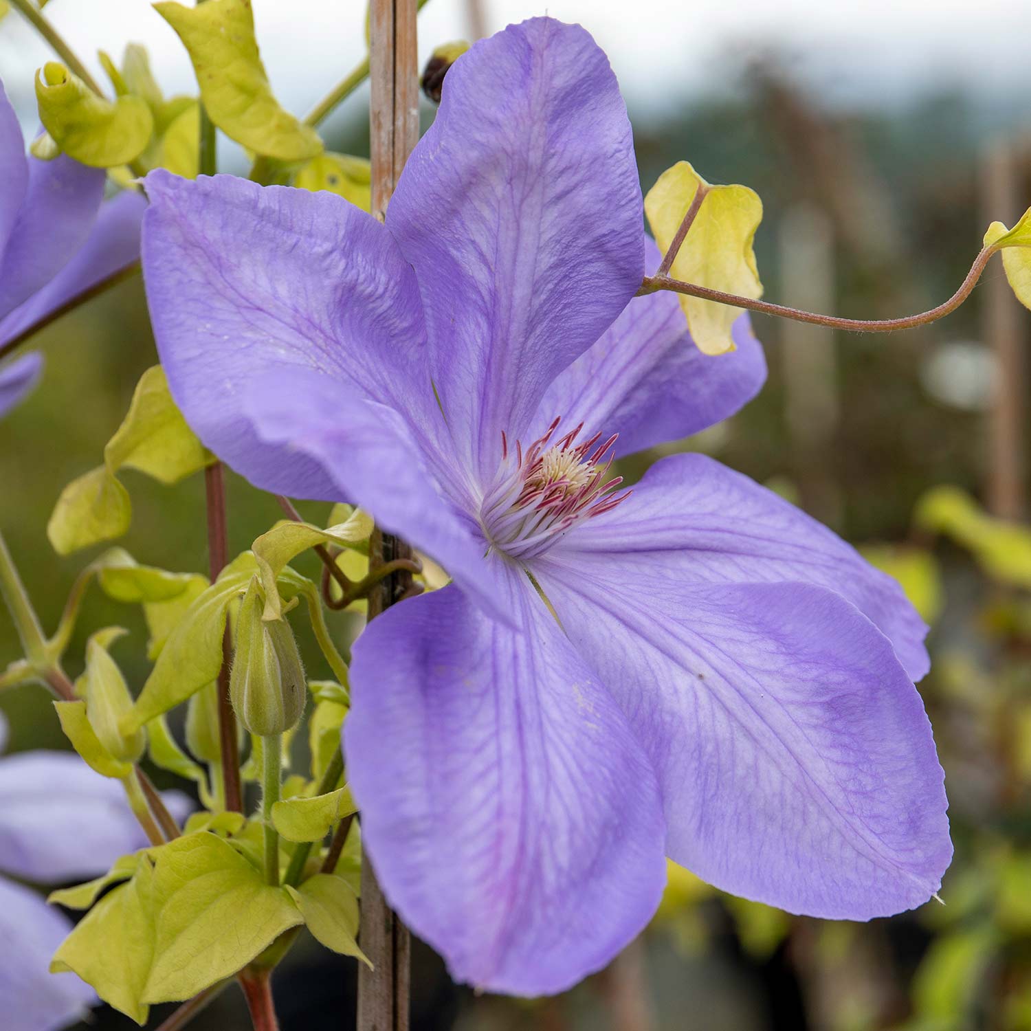 Clematis Plant Hybrid 'Mrs Cholmondeley' – Plantroops United Kingdom