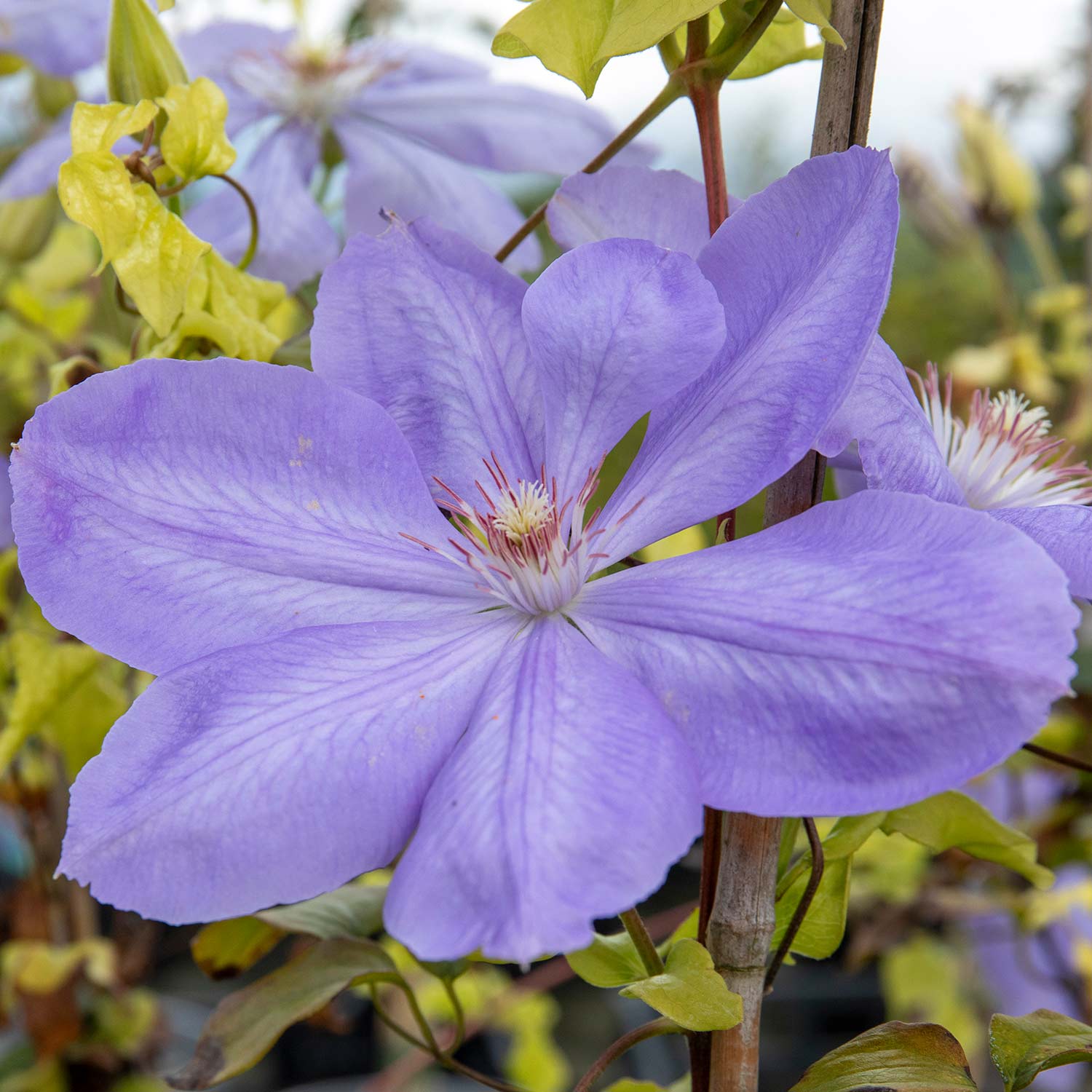 Clematis Plant Hybrid 'Mrs Cholmondeley' – Plantroops United Kingdom