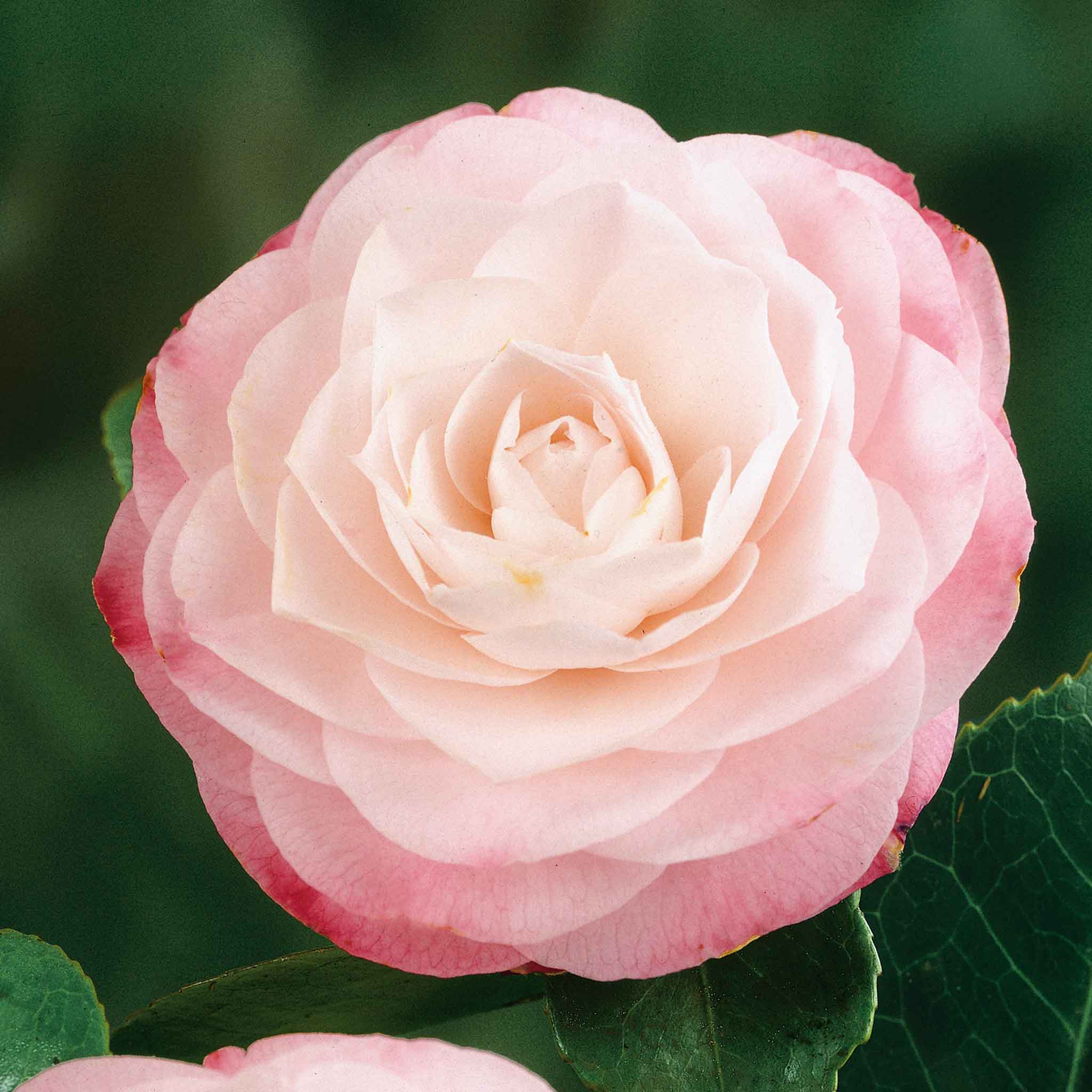 Camellia Plant 'Desire' – Plantroops United Kingdom