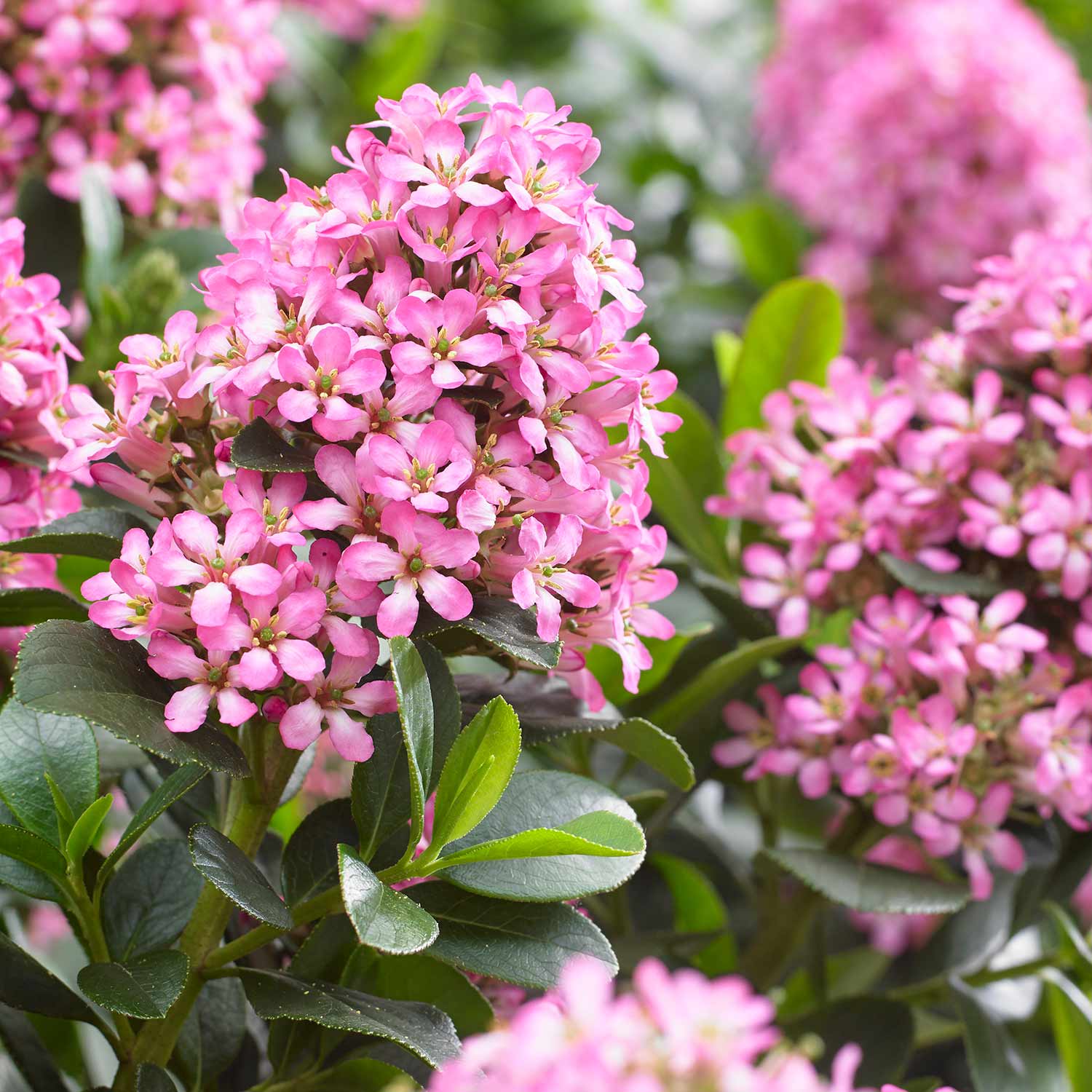 Escallonia Leavis Plant 'Pink Elle' – Plantroops United Kingdom