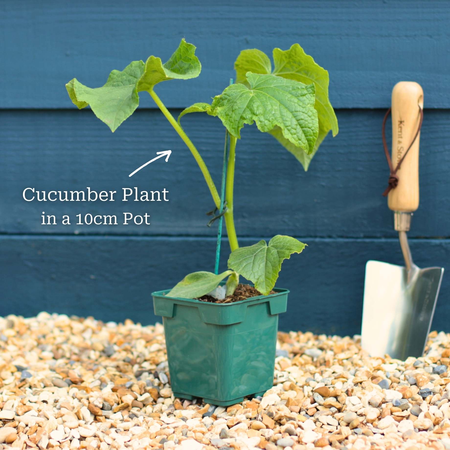 'Kuper F1' Grafted Cucumber Plant – Plantroops United Kingdom