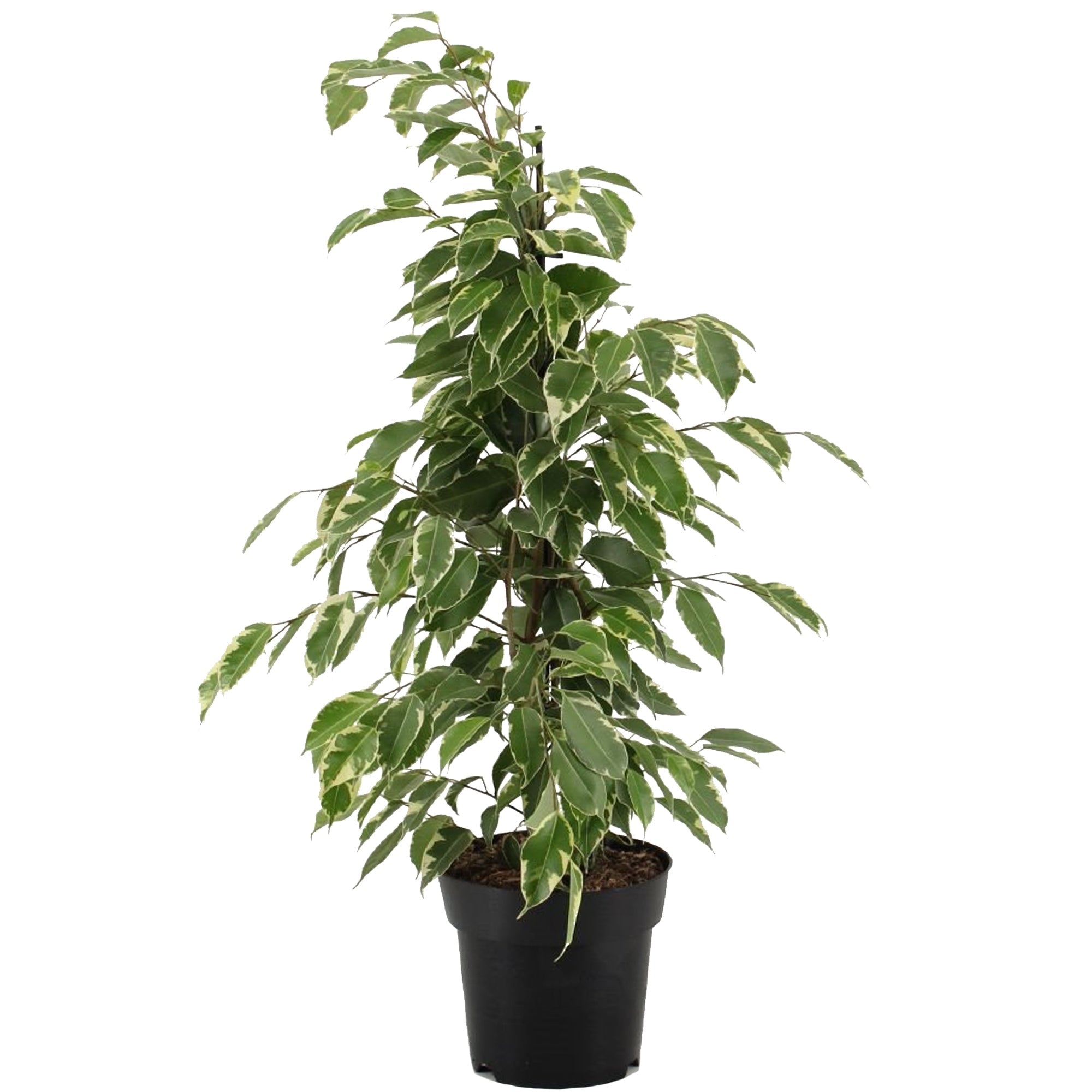 Ficus 'Golden King' – Plantroops United Kingdom