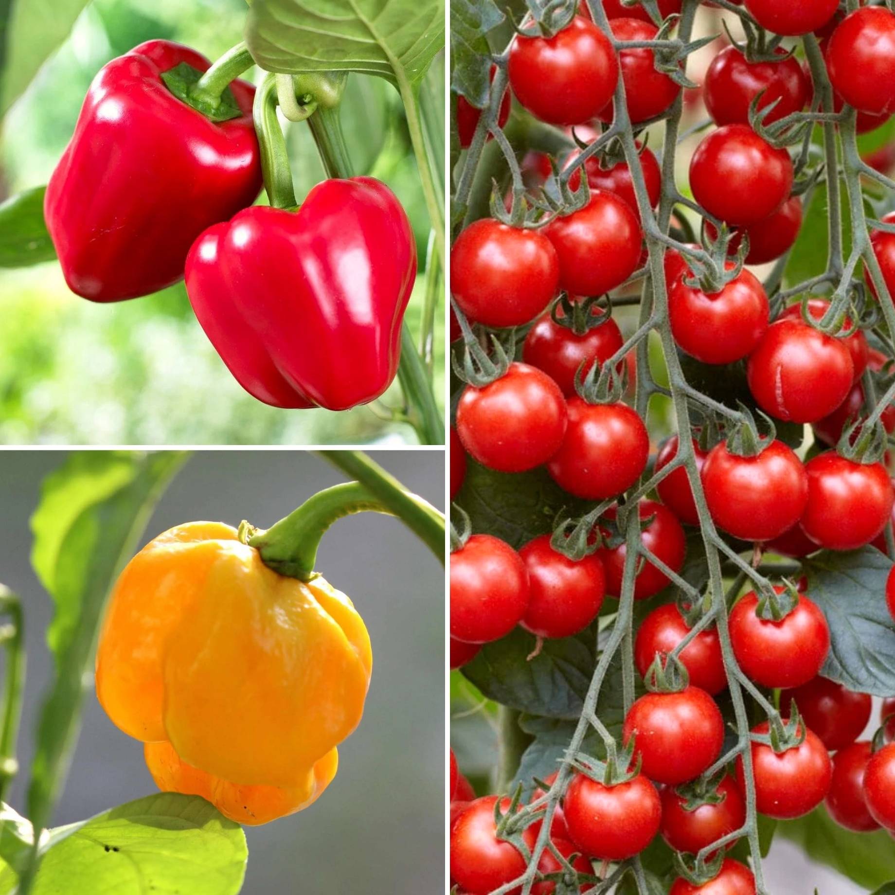 Ultimate Grafted Vegetables | Grower's Choice – Plantroops United Kingdom