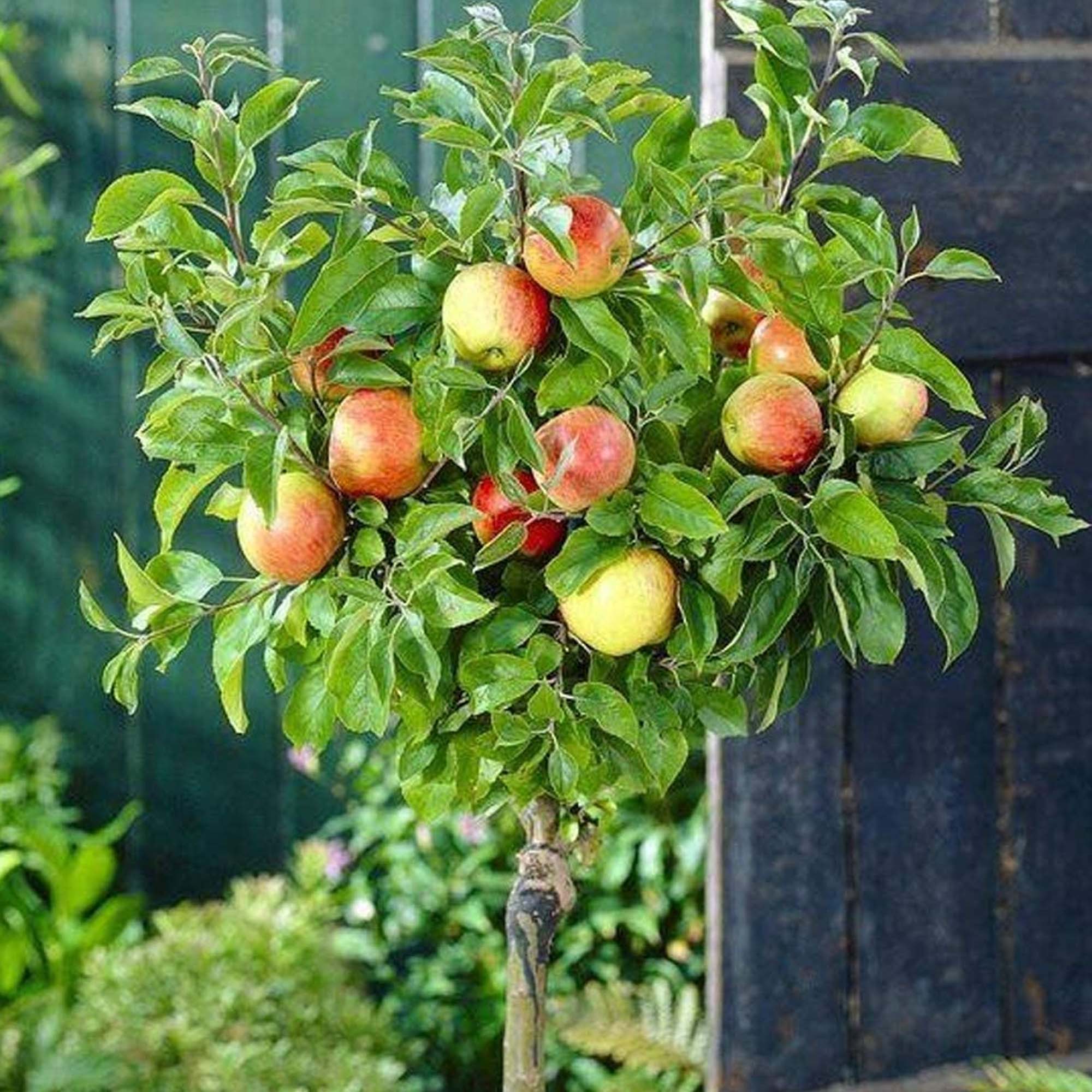 Apple 'Braeburn' Patio Tree – Plantroops United Kingdom