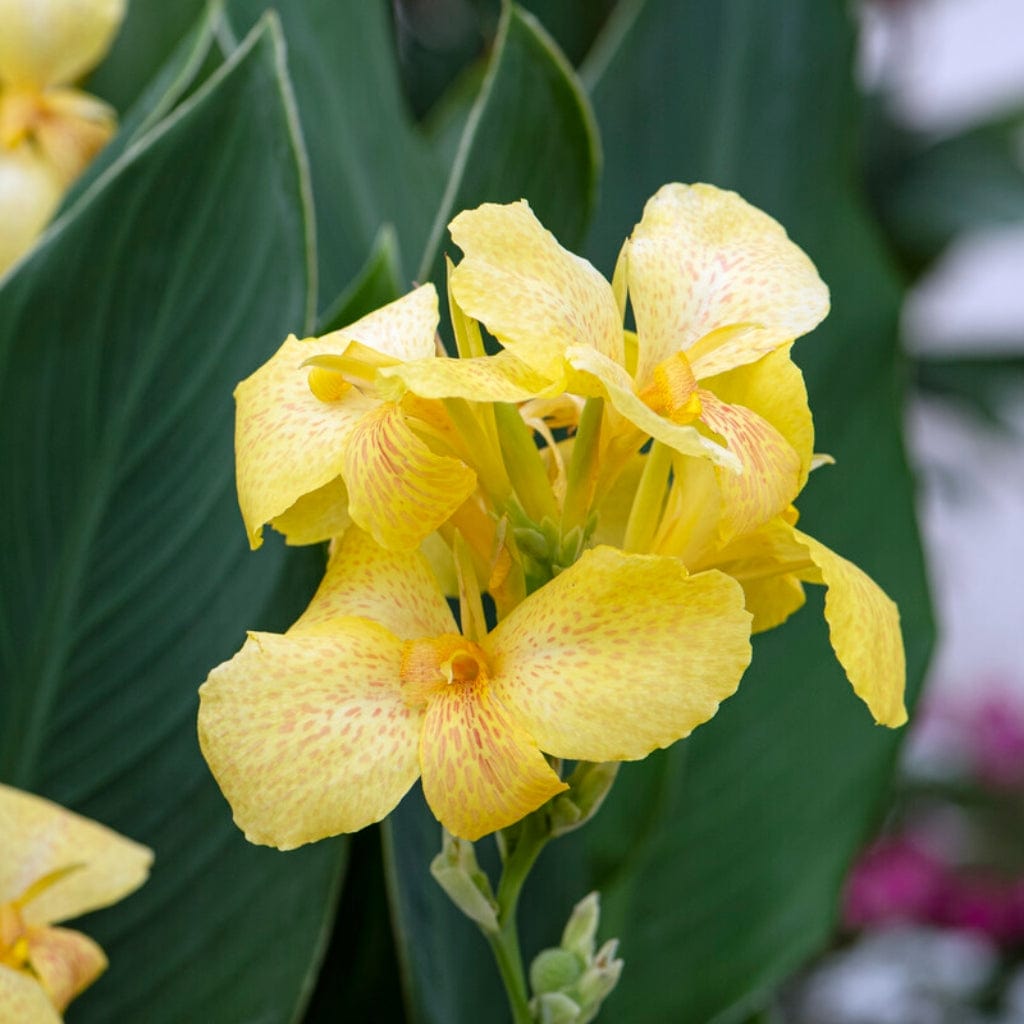 Canna Cannova 'Yellow' – Plantroops United Kingdom