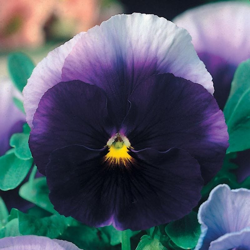 Pansy Beaconsfield Seeds – Plantroops United Kingdom