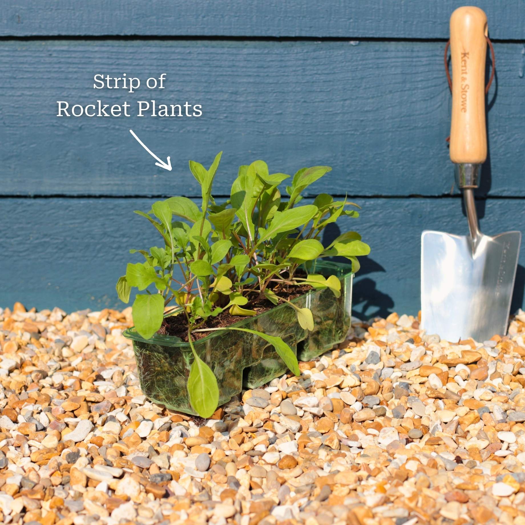 Wild Rocket Plants – Plantroops United Kingdom