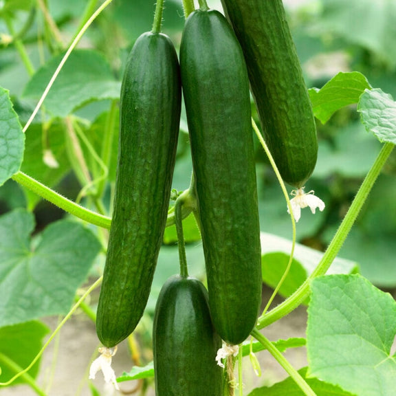 'Kuper F1' Grafted Cucumber Plant – Plantroops United Kingdom