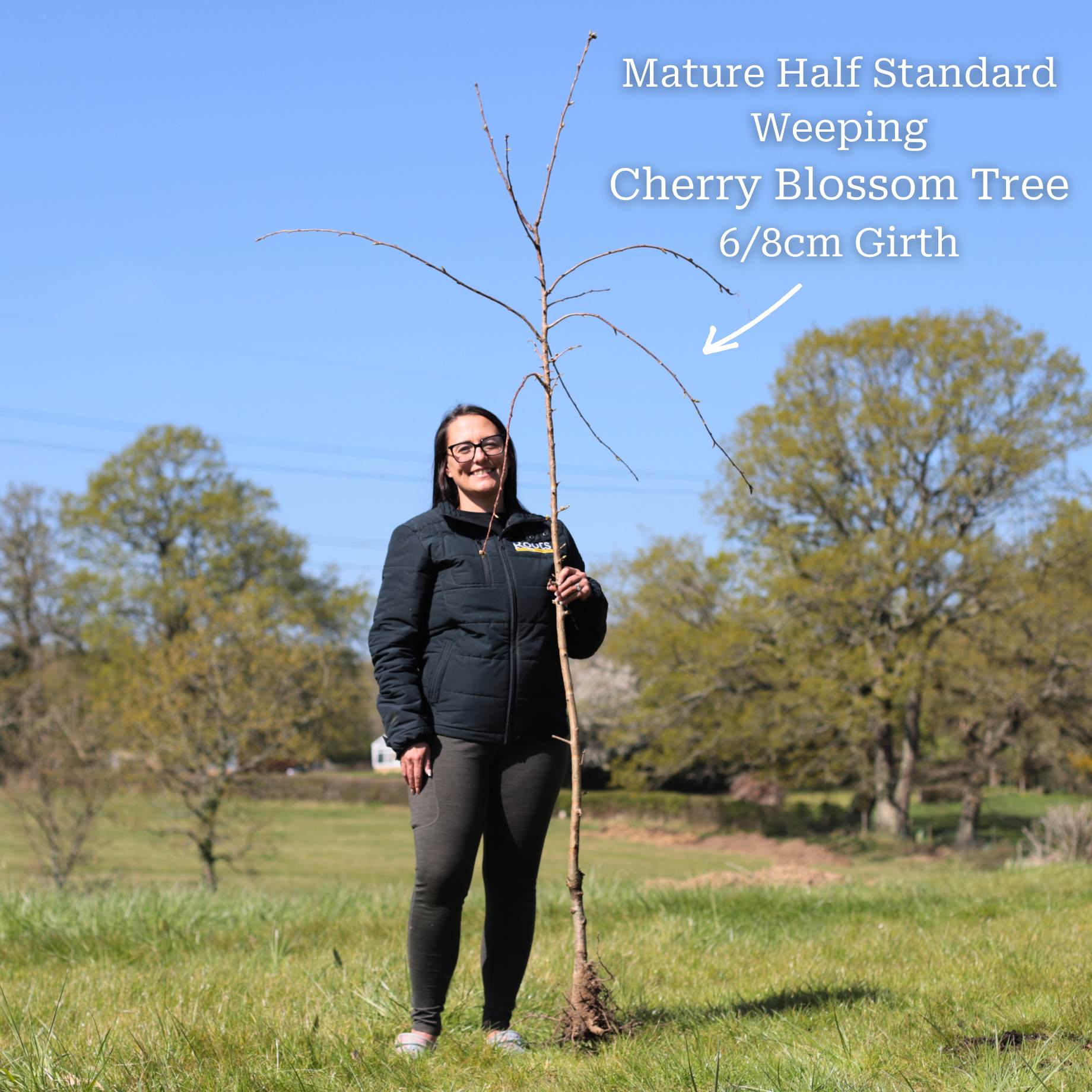 Cheal's Weeping Cherry Blossom Tree | Prunus 'Kiku-shidare-zakura ...
