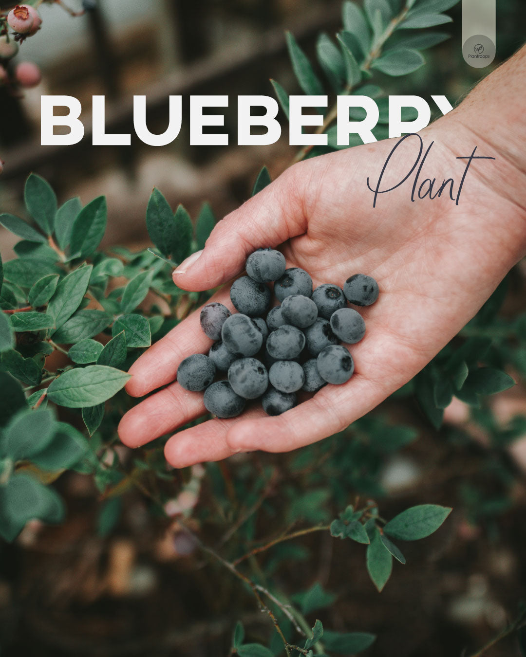 Blueberry Draper Plant – Plantroops United Kingdom