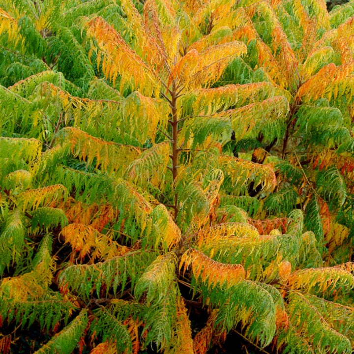 Cut-Leaved Sumach Tree | Rhus typhina 'Laciniata' – Plantroops United ...