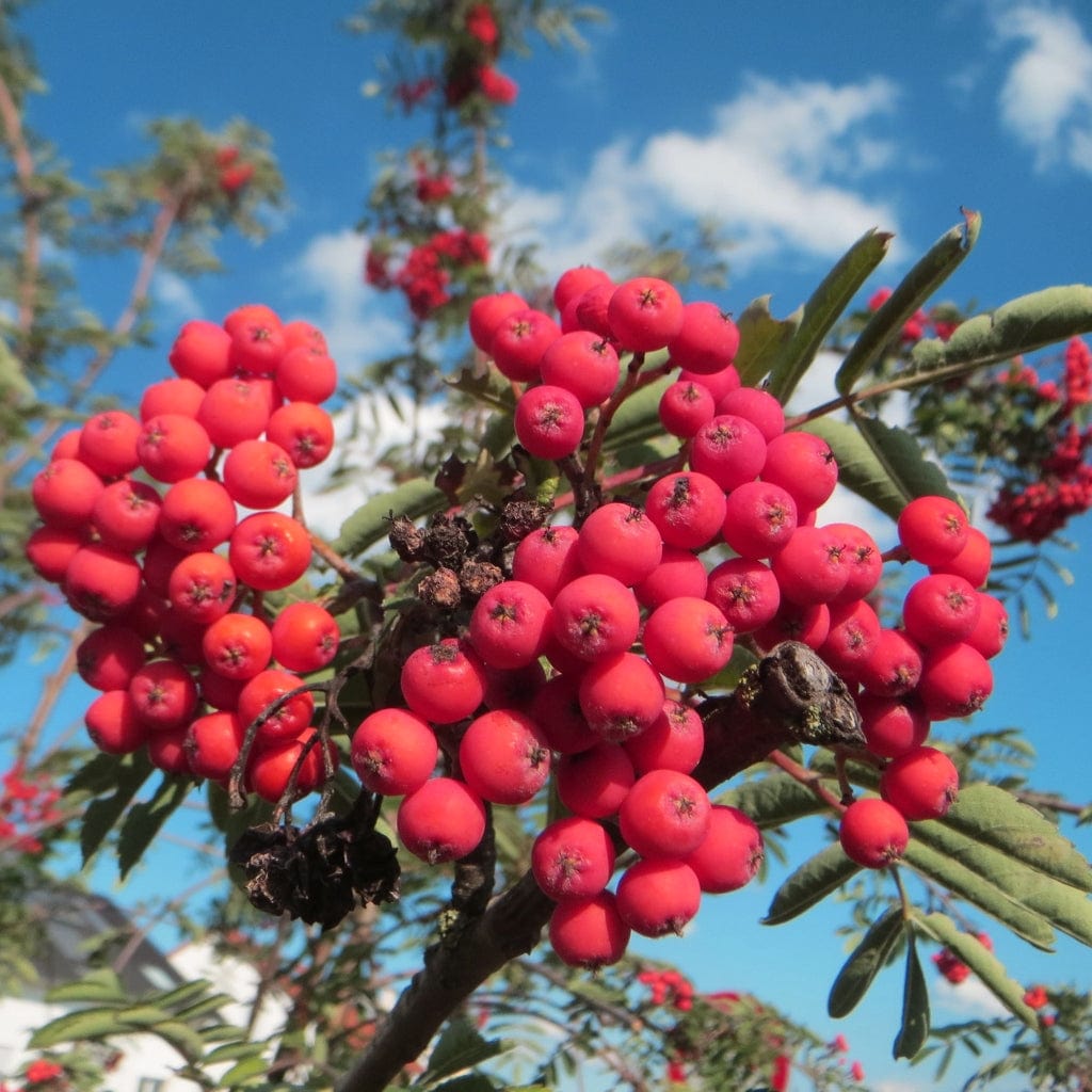 Pink Berried Mountain Ash Tree | Sorbus 'Eastern Promise' – Plantroops ...