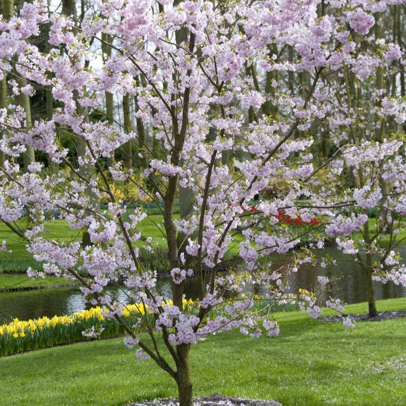 'Accolade' Pink Cherry Blossom Tree – Plantroops United Kingdom