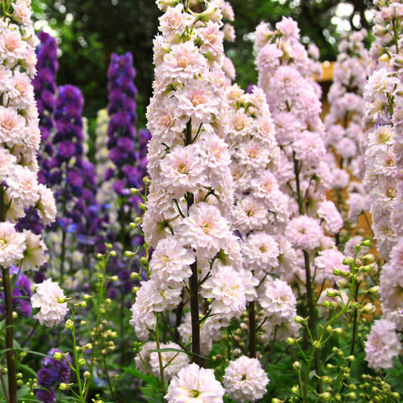 Delphinium 'Highlander Cha Cha' – Plantroops United Kingdom