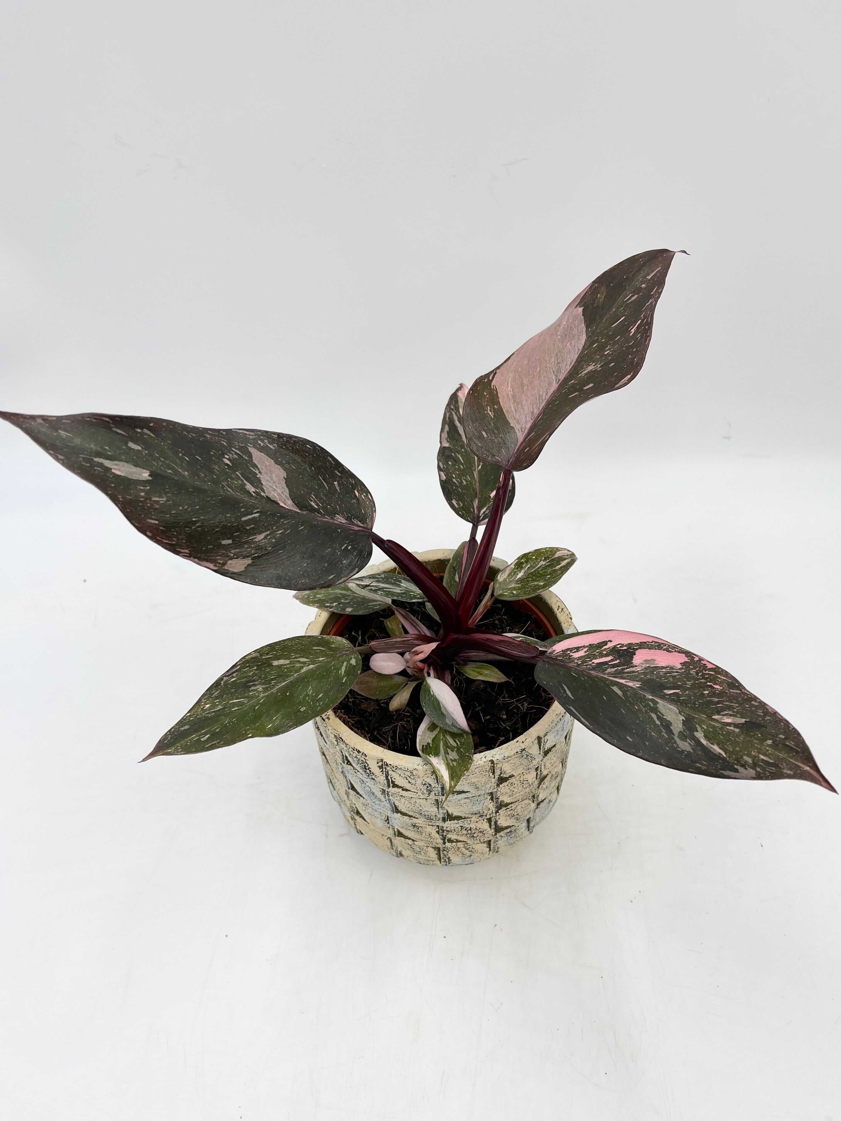 Philodendron Pink Princess Marble – Plantroops United Kingdom